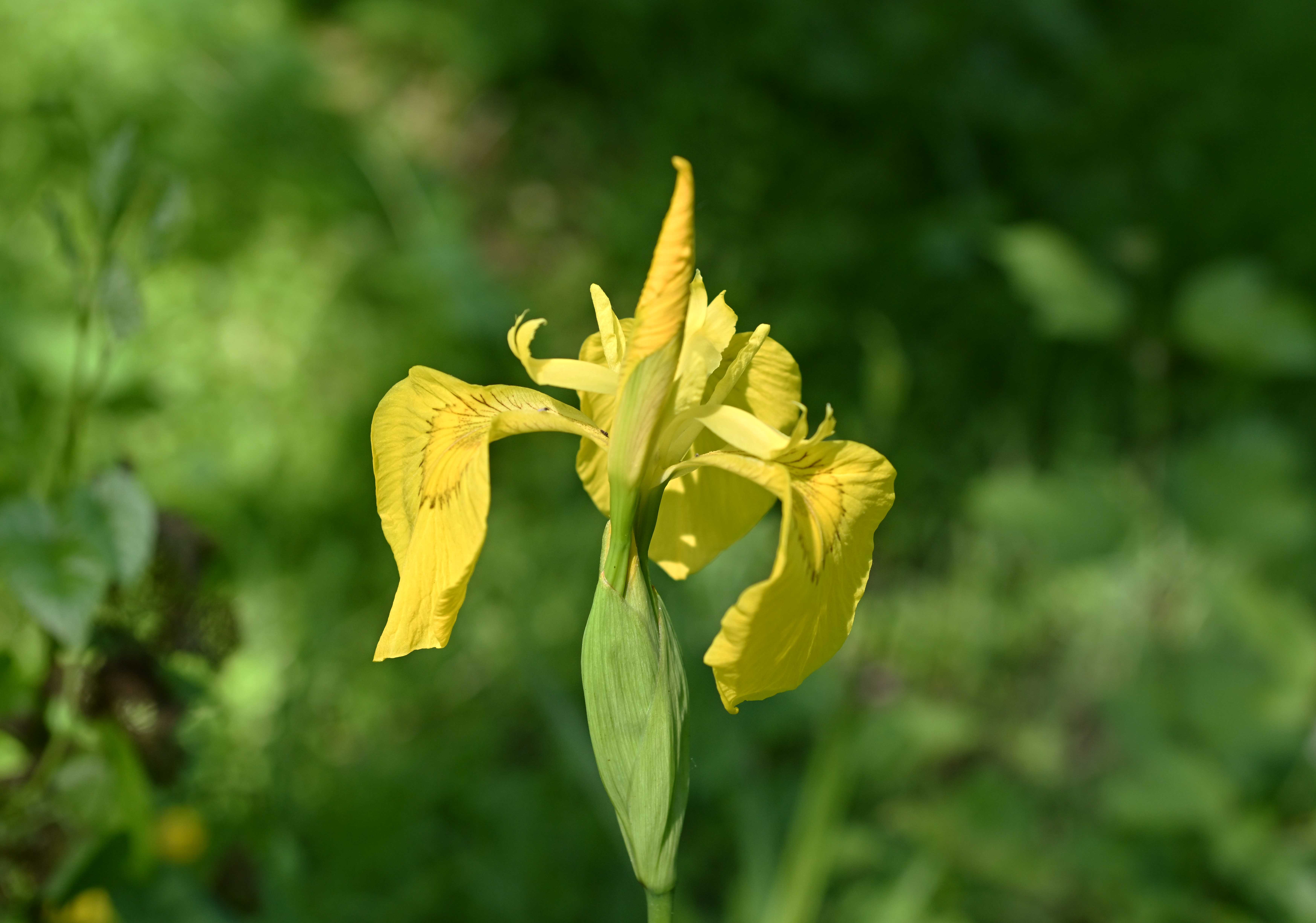 Ture på egen hånd - Gentofte