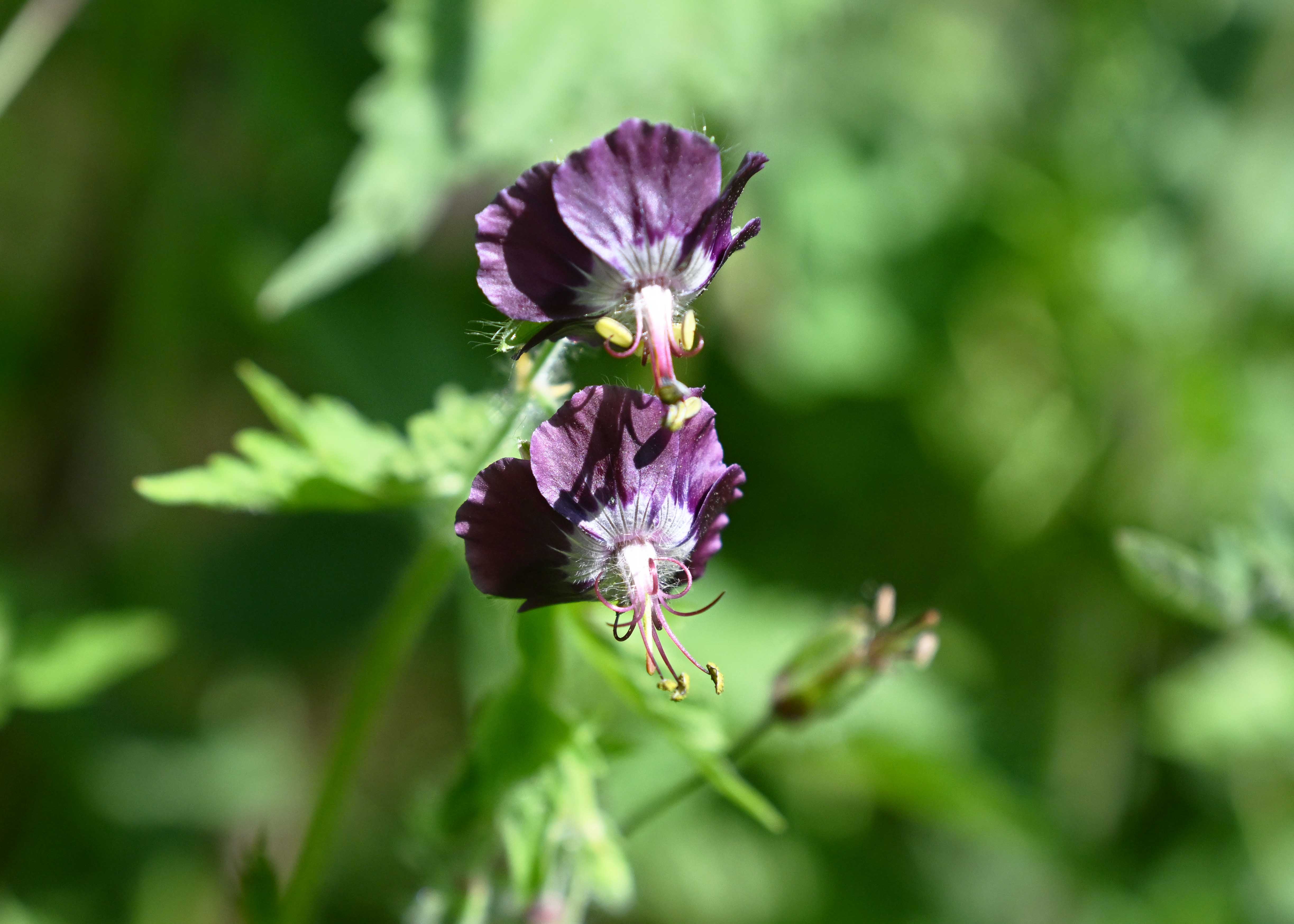 Ture på egen hånd - Gentofte
